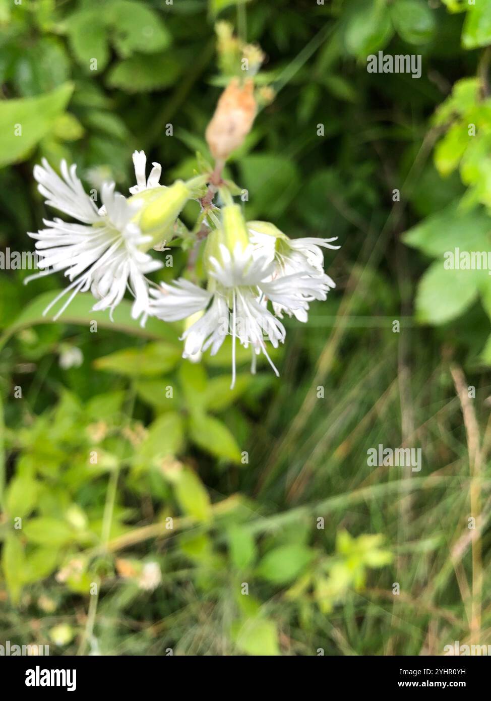 starry campion (Silene stellata Stock Photo - Alamy
