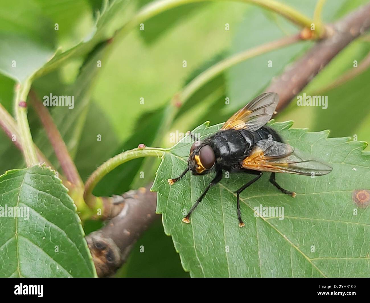 Noon Fly (Mesembrina meridiana Stock Photo - Alamy
