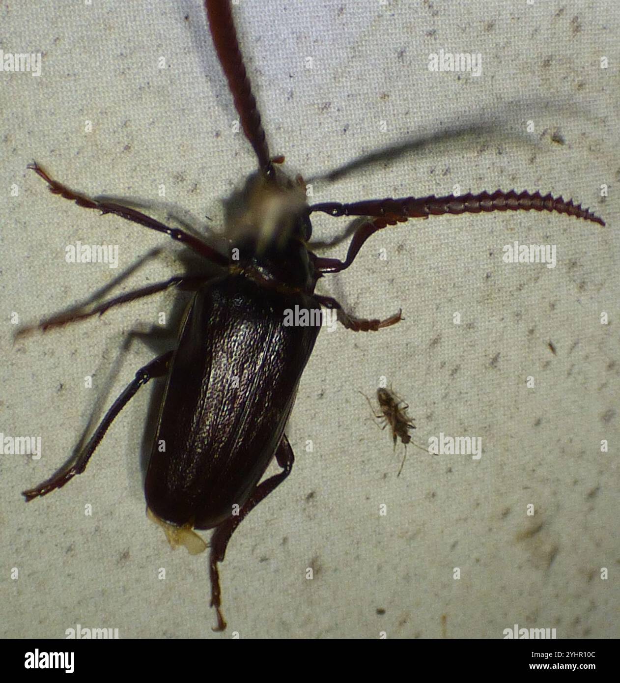 Prionus imbricornis hi-res stock photography and images - Alamy