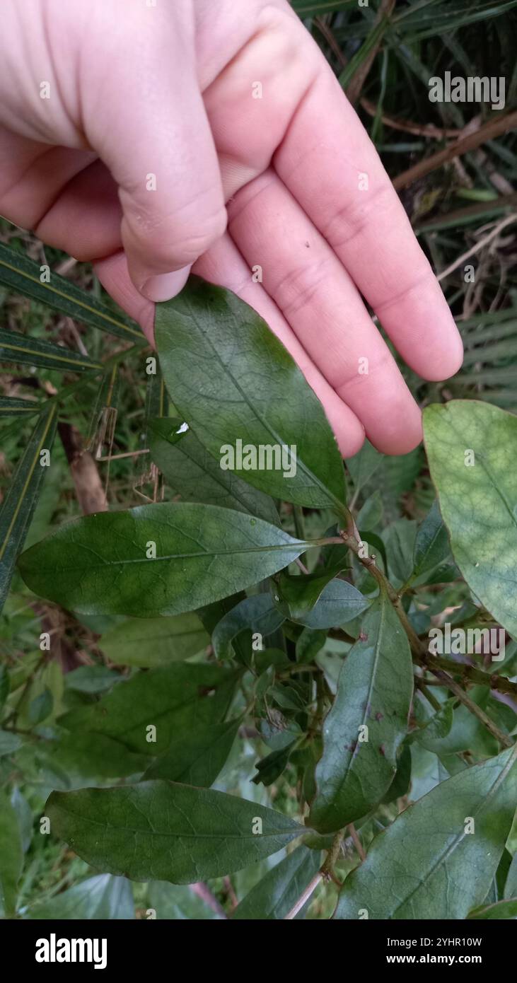 Kanono (Coprosma grandifolia Stock Photo - Alamy