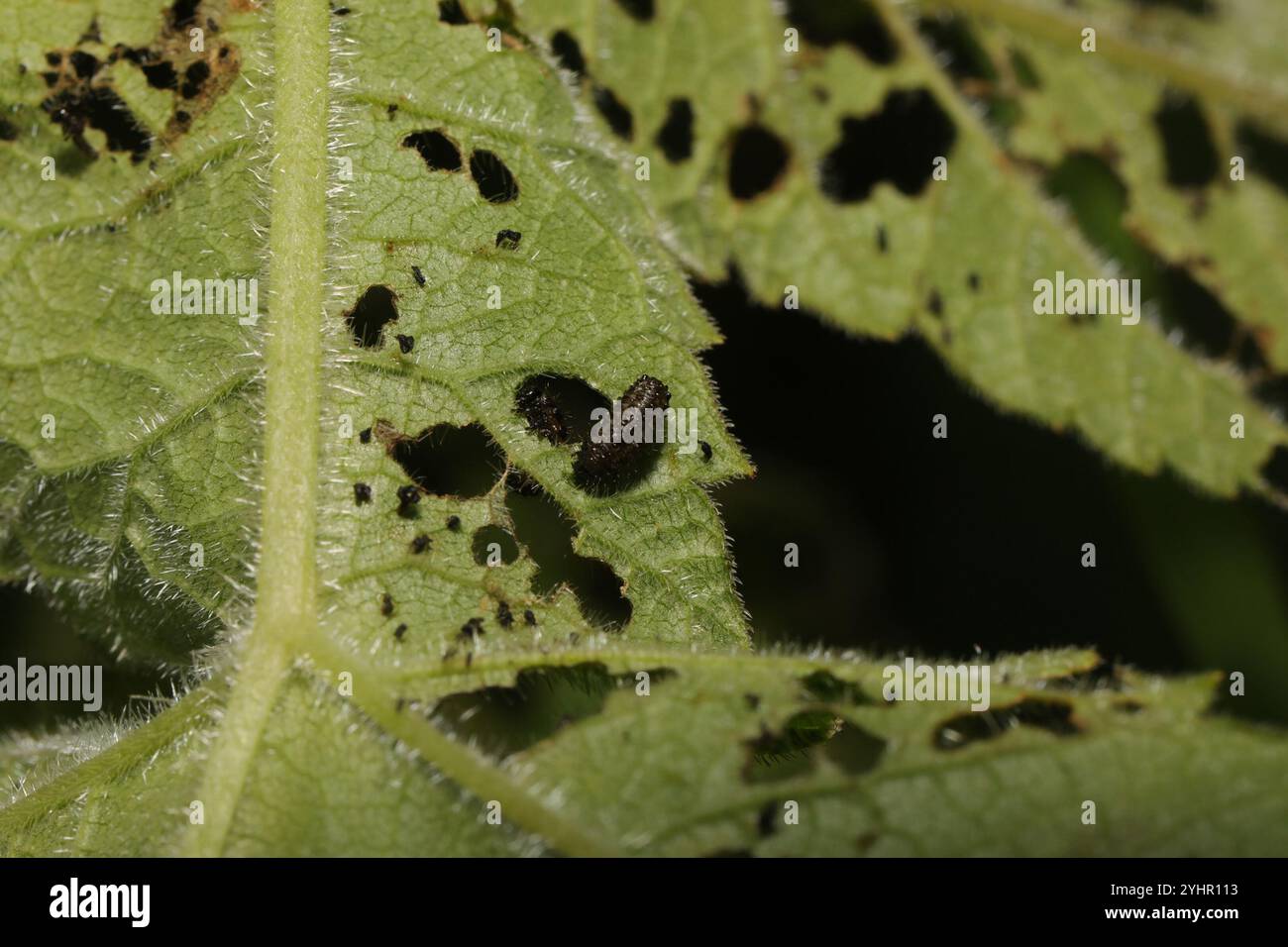 Celery leaf beetle (Phaedon tumidulus Stock Photo - Alamy