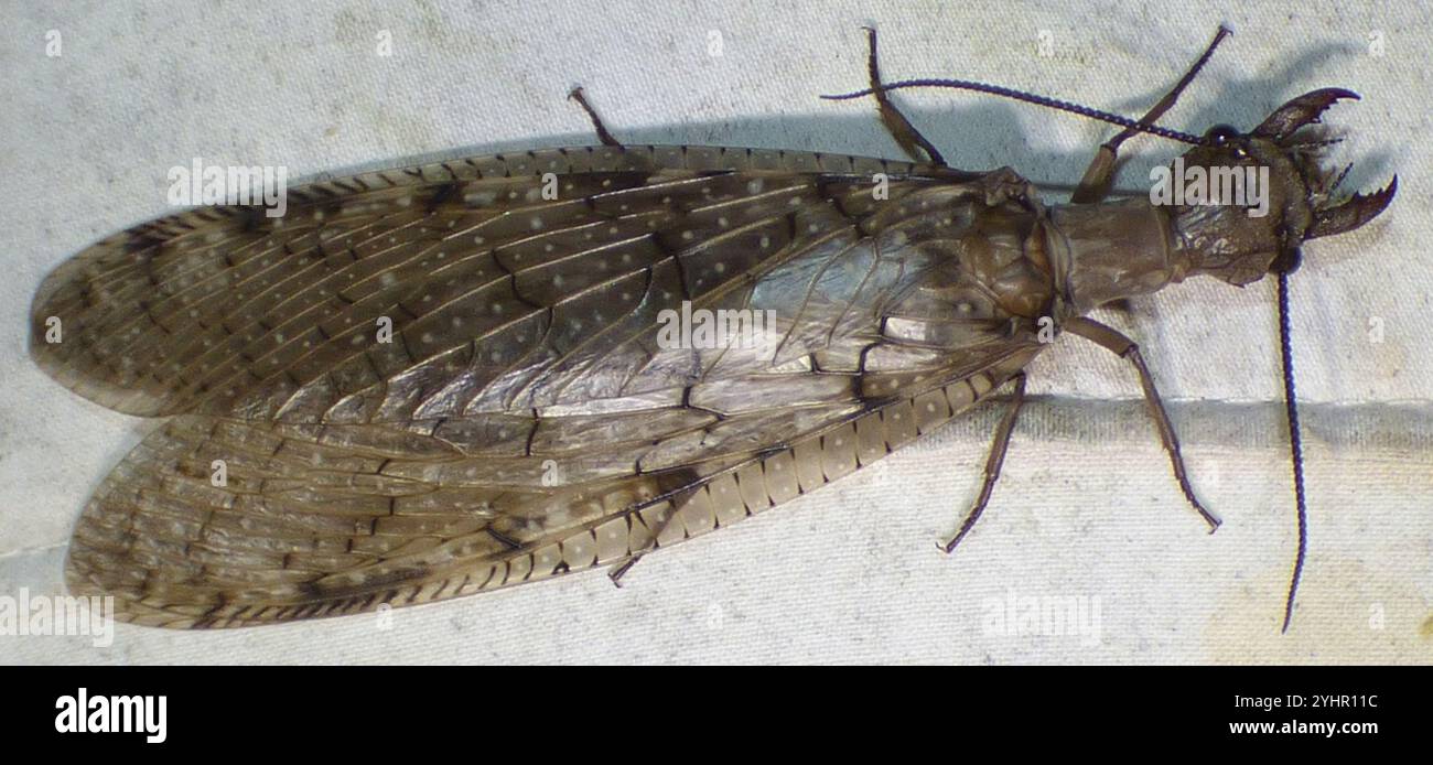 Eastern Dobsonfly (Corydalus cornutus Stock Photo - Alamy