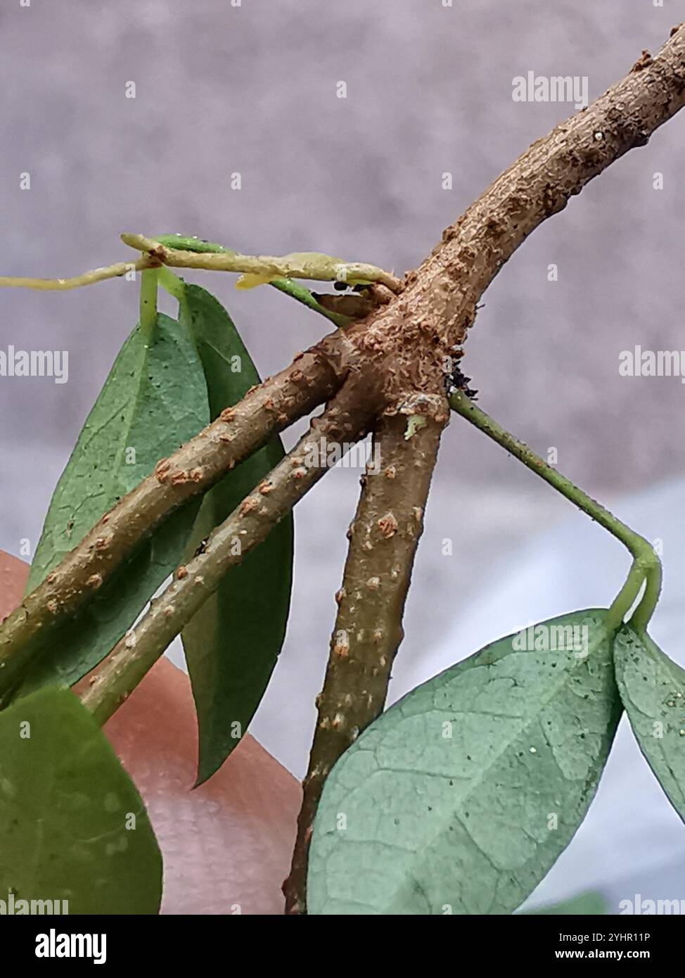 Catclaw vine (Dolichandra unguis-cati Stock Photo - Alamy