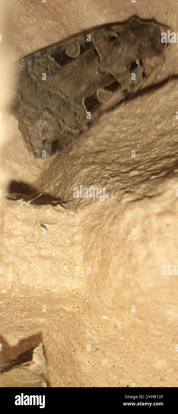 Double Square-spot (Xestia triangulum Stock Photo - Alamy