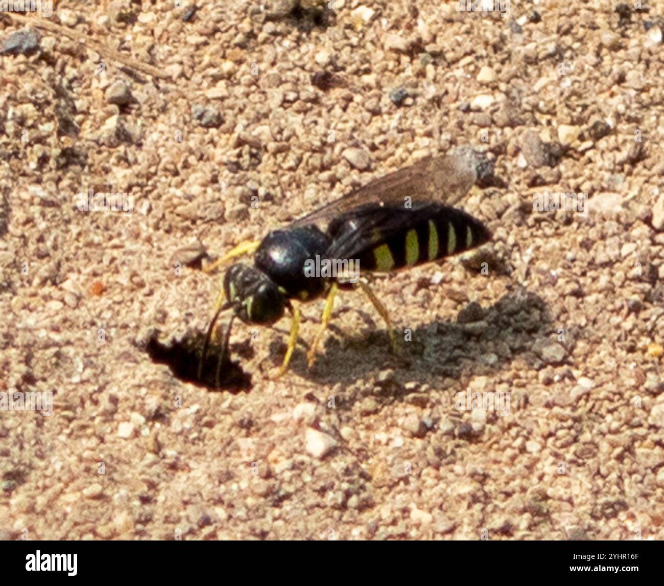 Four-banded Stink Bug Wasp (Bicyrtes quadrifasciatus Stock Photo - Alamy