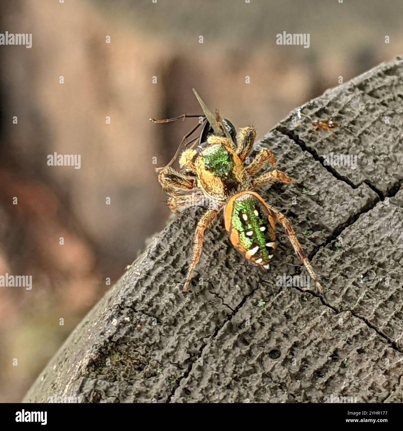 Golden Jumping Spider (Paraphidippus aurantius Stock Photo - Alamy
