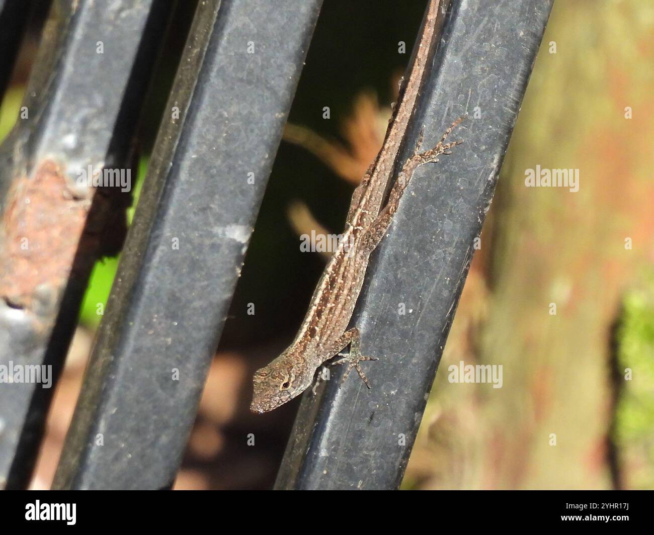 Brown Anole (Anolis sagrei Stock Photo - Alamy