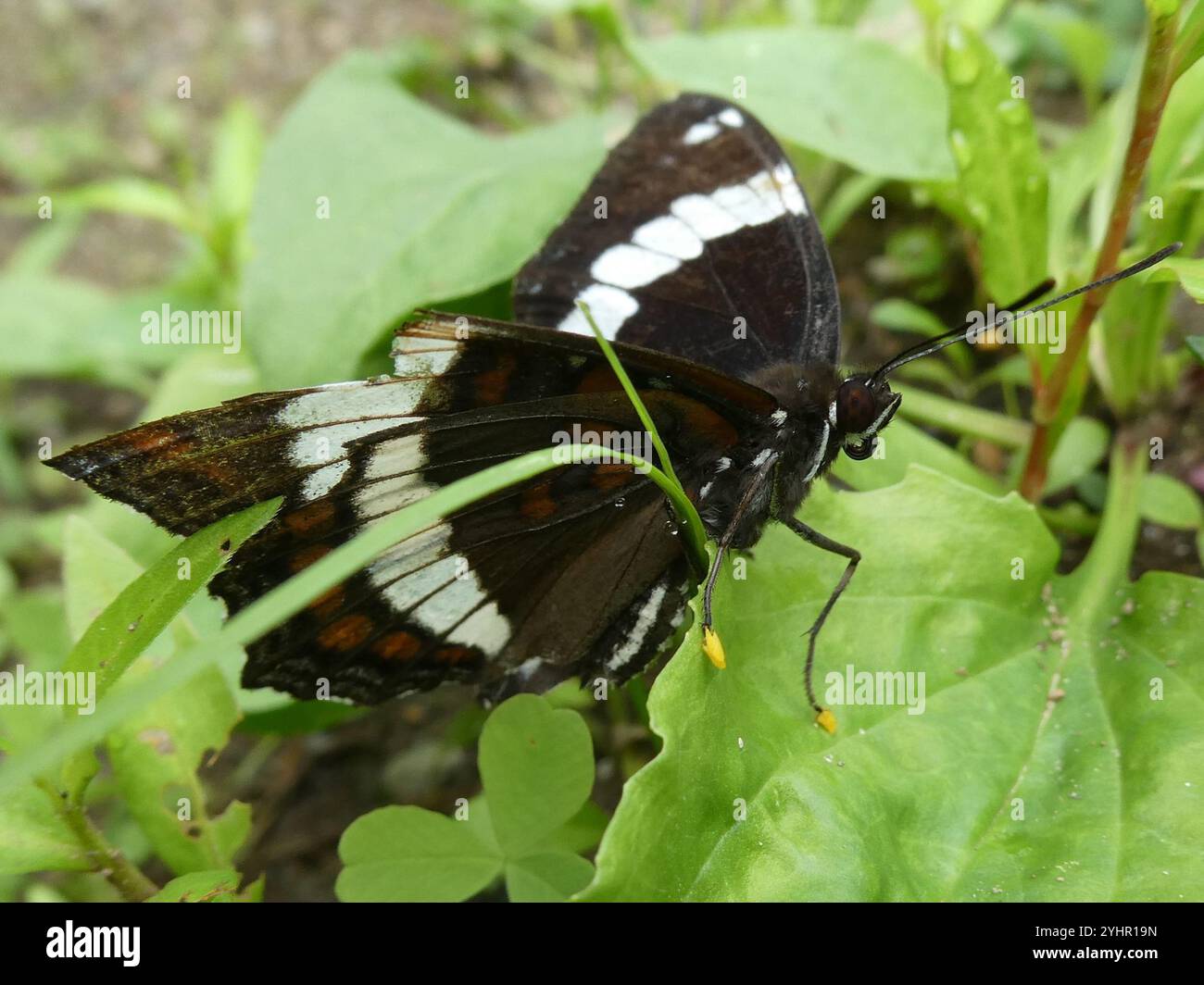American White Admiral (Limenitis arthemis arthemis Stock Photo - Alamy