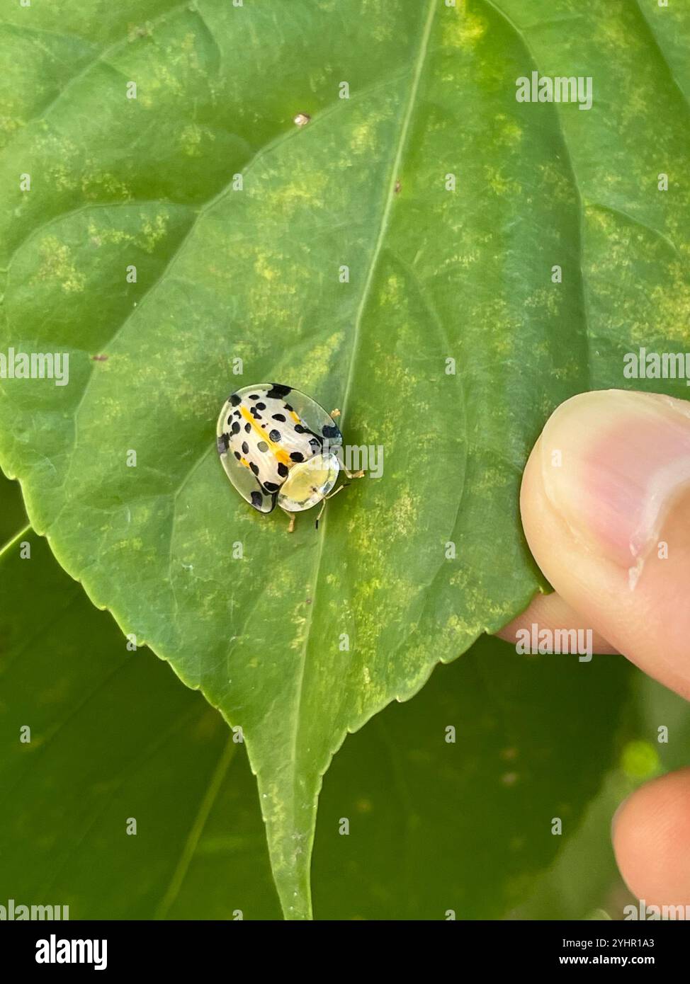 Asian Spotted Tortoise Beetle (Aspidimorpha miliaris Stock Photo - Alamy