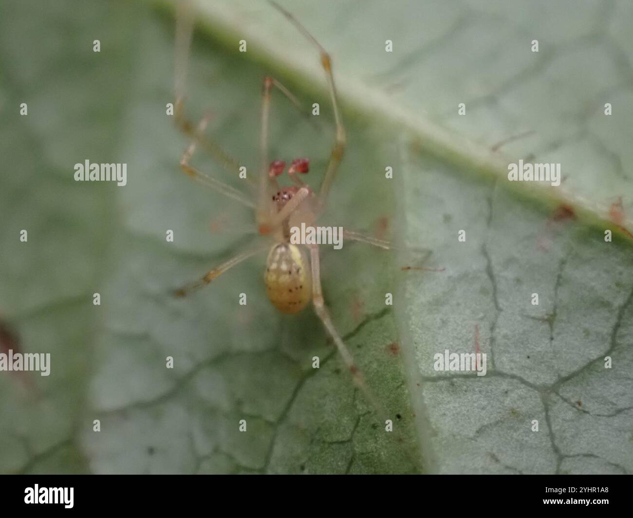Typical Cobweb Spiders (Theridion Stock Photo - Alamy