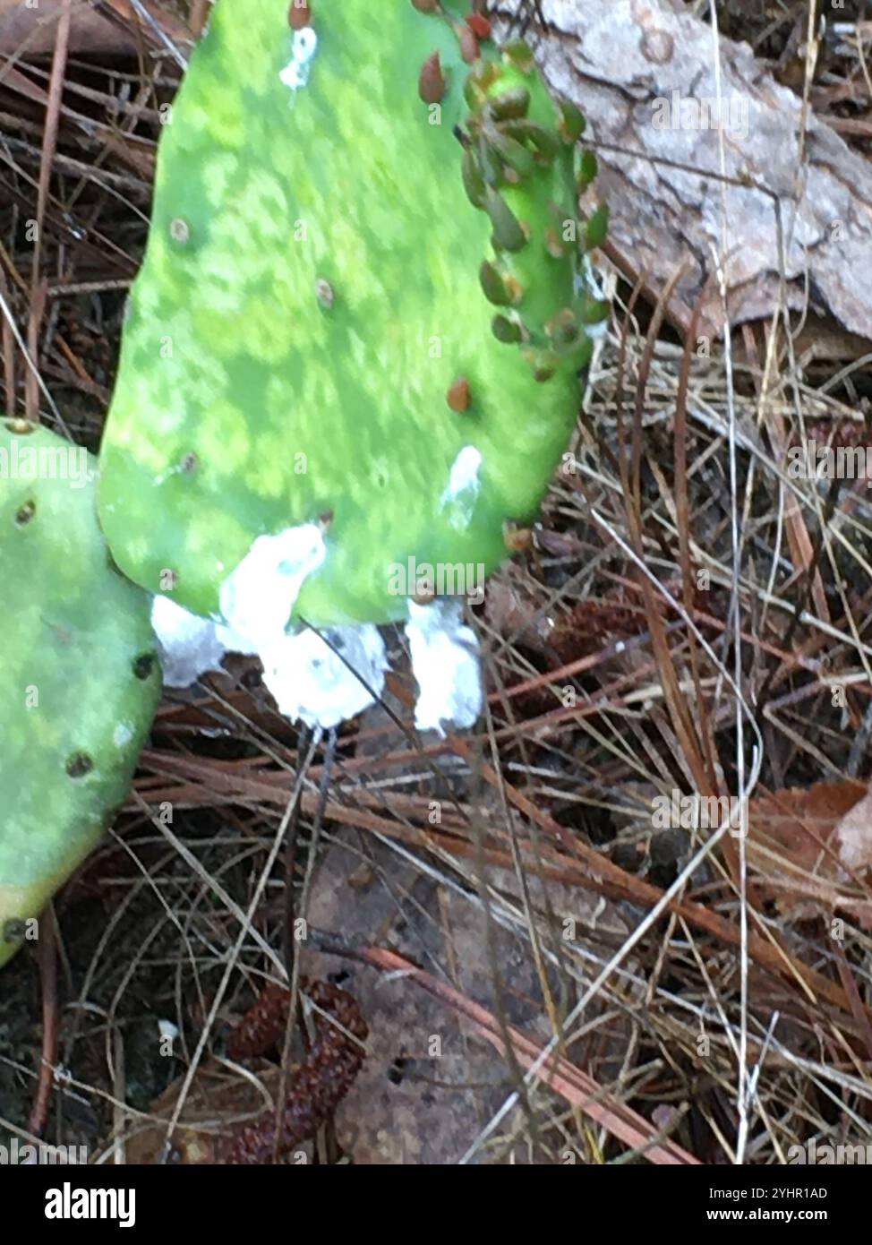Cochineal Scale Bugs (Dactylopius Stock Photo - Alamy