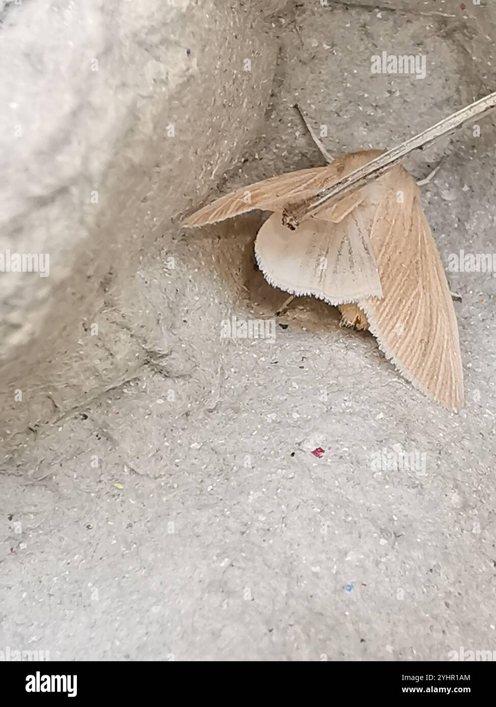 Smoky wainscot hi-res stock photography and images - Alamy