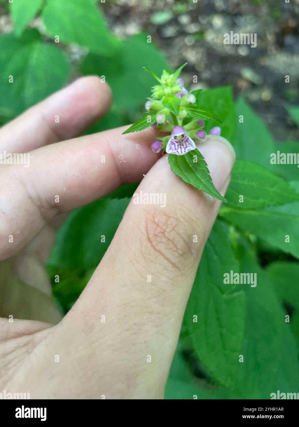 smooth hedgenettle (Stachys tenuifolia Stock Photo - Alamy