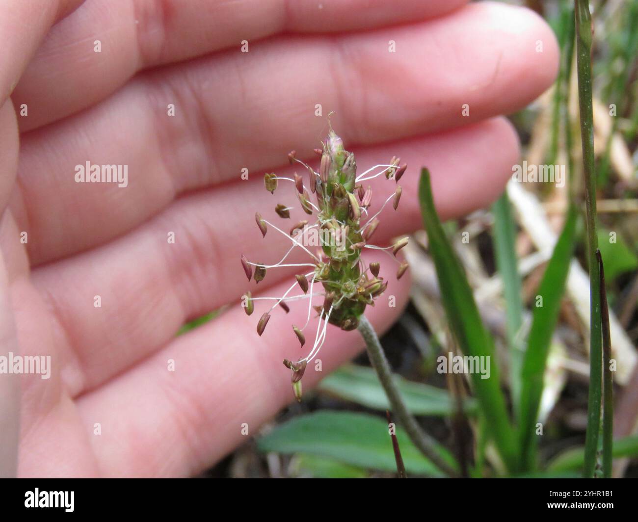 Alaska Plantain (Plantago macrocarpa Stock Photo - Alamy