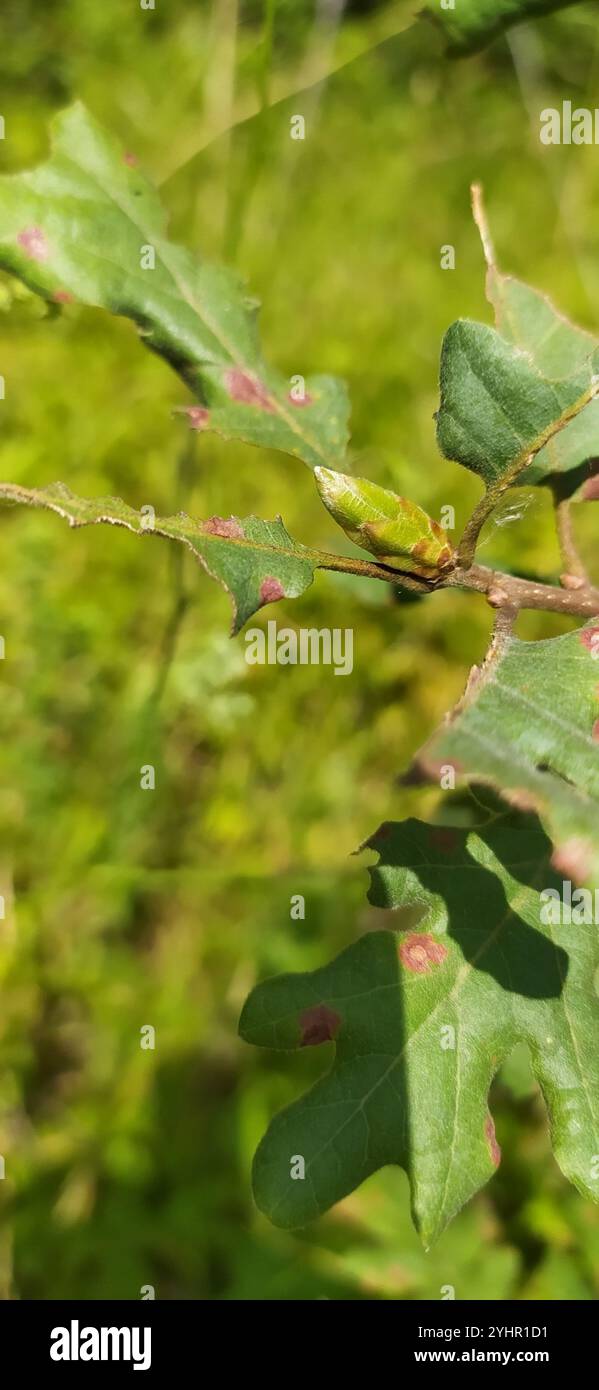 downy oak (Quercus pubescens Stock Photo - Alamy