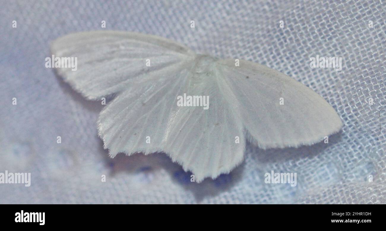 Snowy Geometer Moth (Eugonobapta nivosaria Stock Photo - Alamy