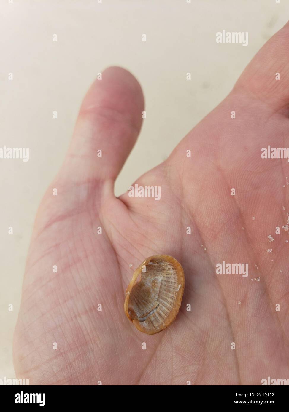Transverse Ark (Anadara transversa Stock Photo - Alamy