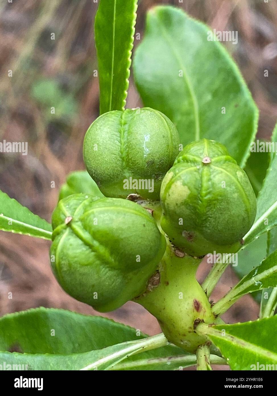 Queen's Delight (Stillingia sylvatica Stock Photo - Alamy