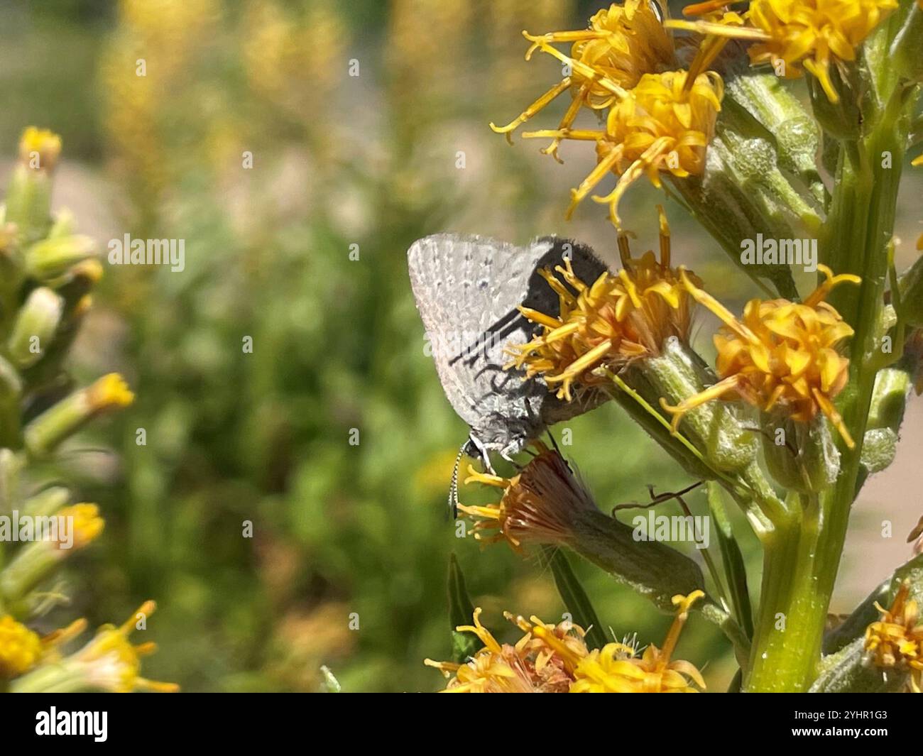 Semiluna hi-res stock photography and images - Alamy