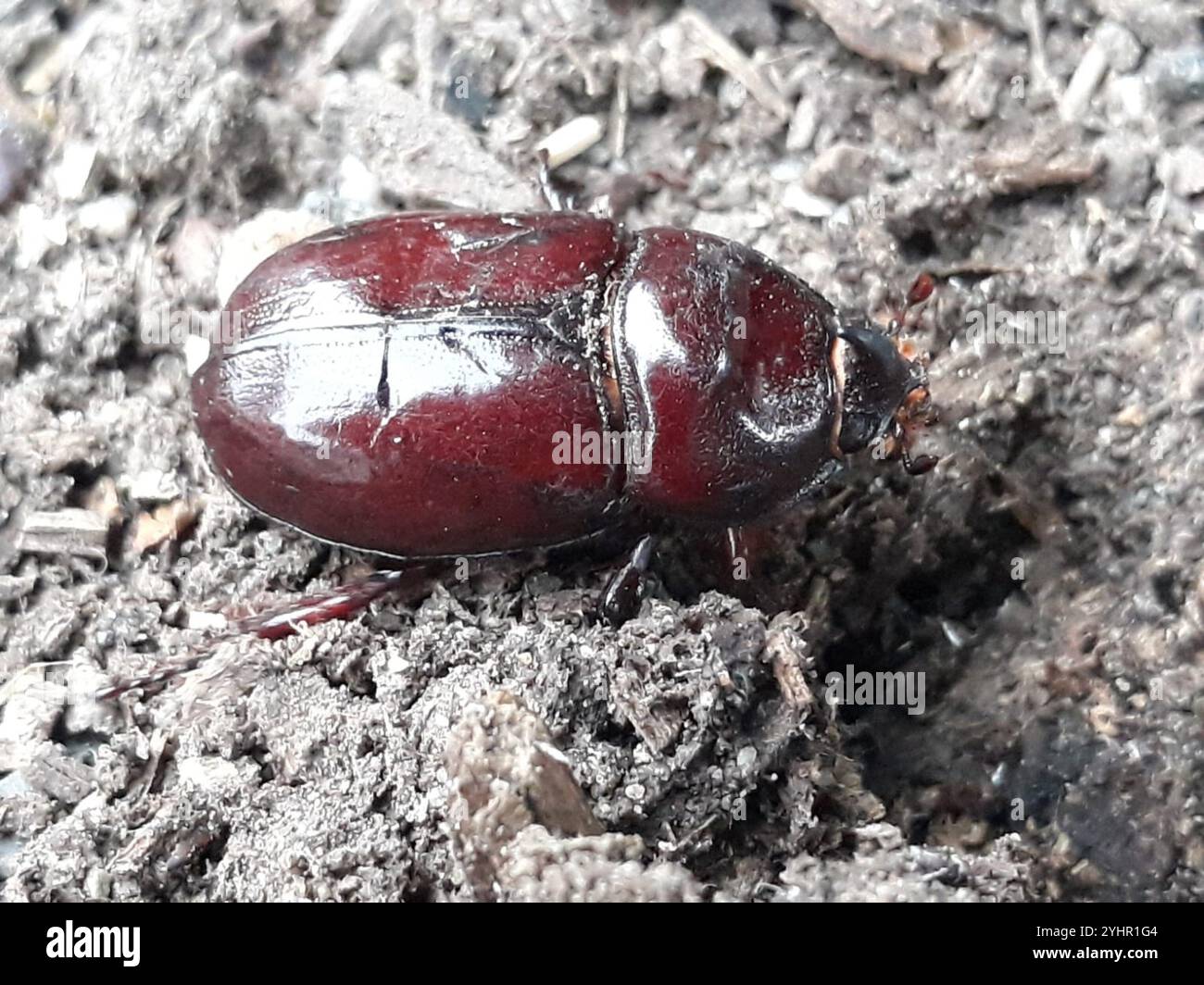 European Rhinoceros Beetle (Oryctes nasicornis Stock Photo - Alamy