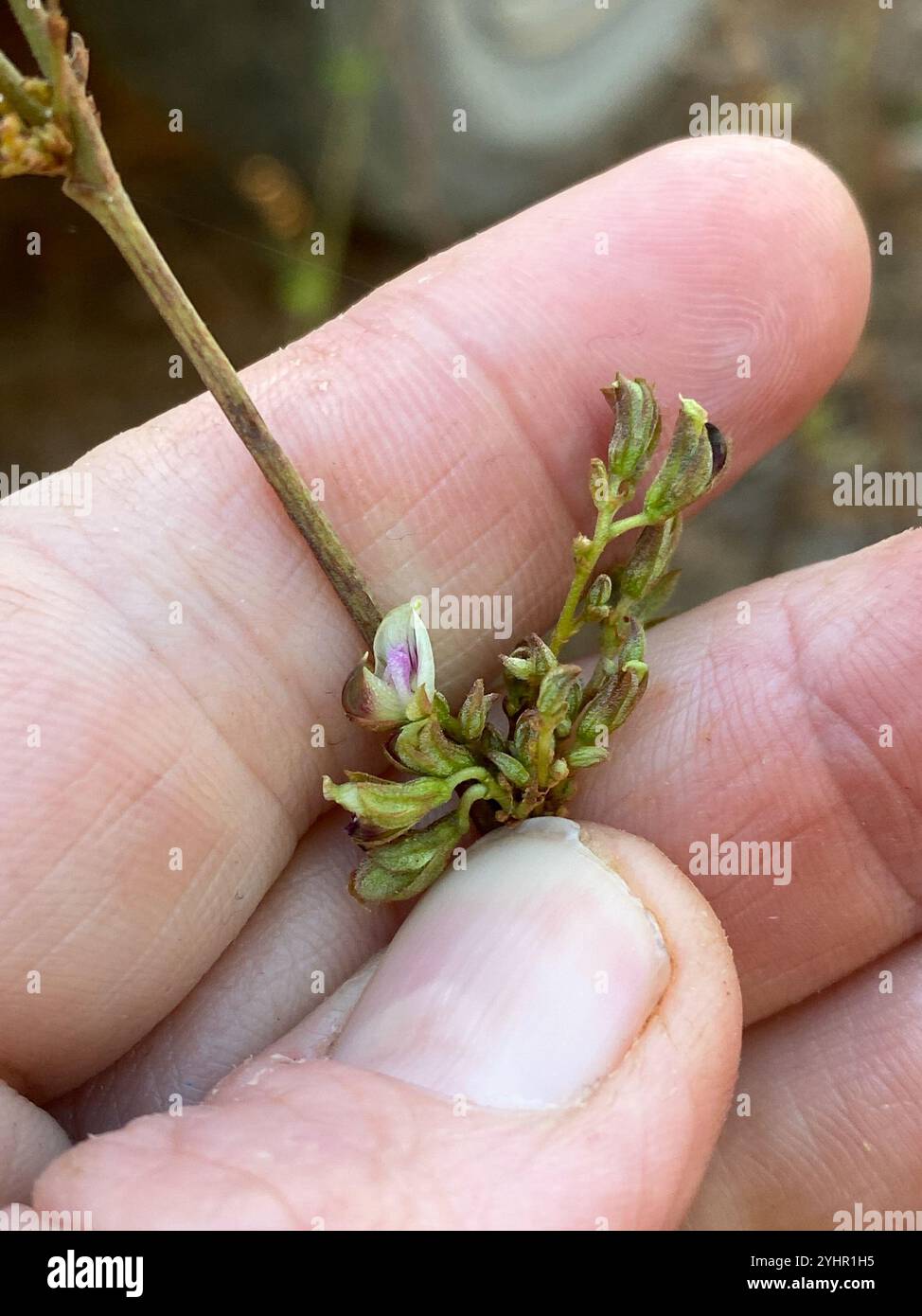 Flemingia hi-res stock photography and images - Alamy