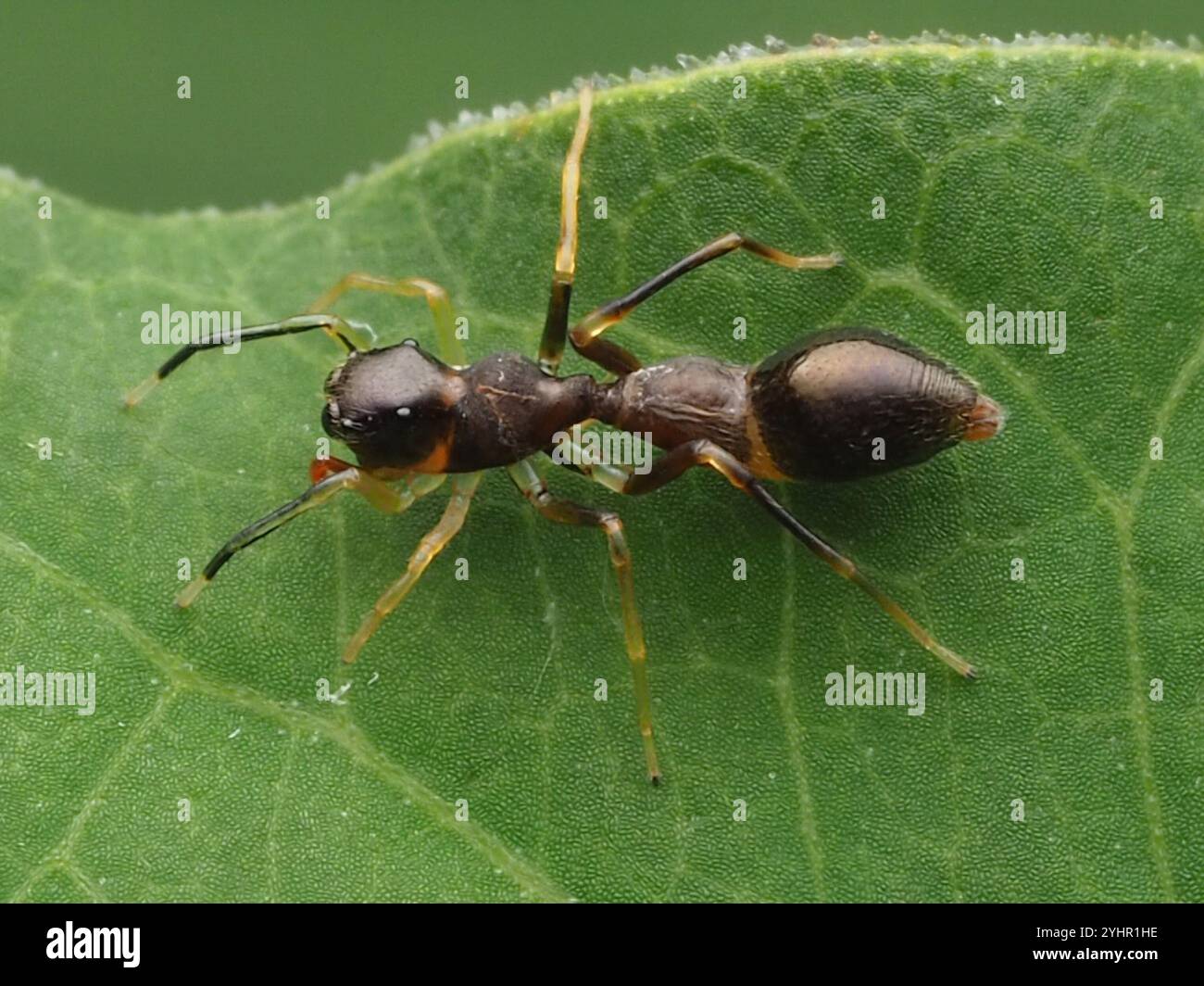 Slender Ant-mimic Jumping Spider (Synemosyna formica Stock Photo - Alamy