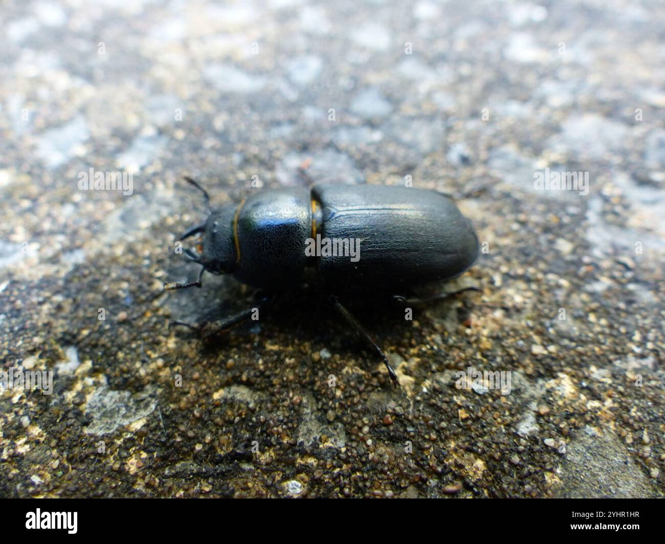 Lesser Stag Beetle (Dorcus parallelipipedus Stock Photo - Alamy