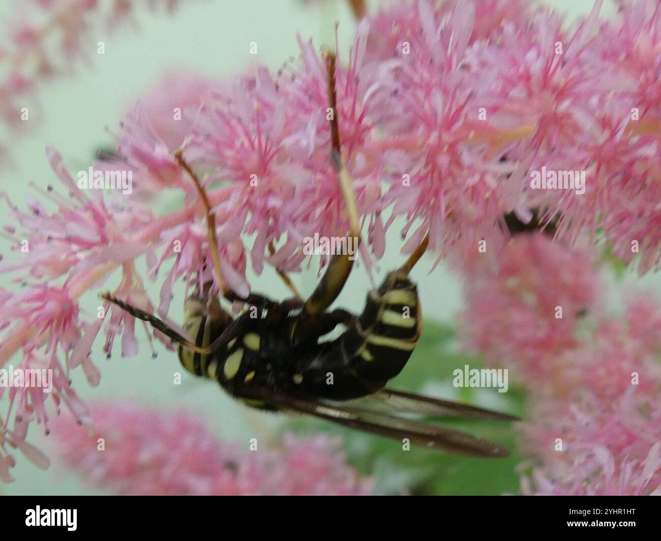 Bald-faced Hornet Fly (Spilomyia fusca Stock Photo - Alamy