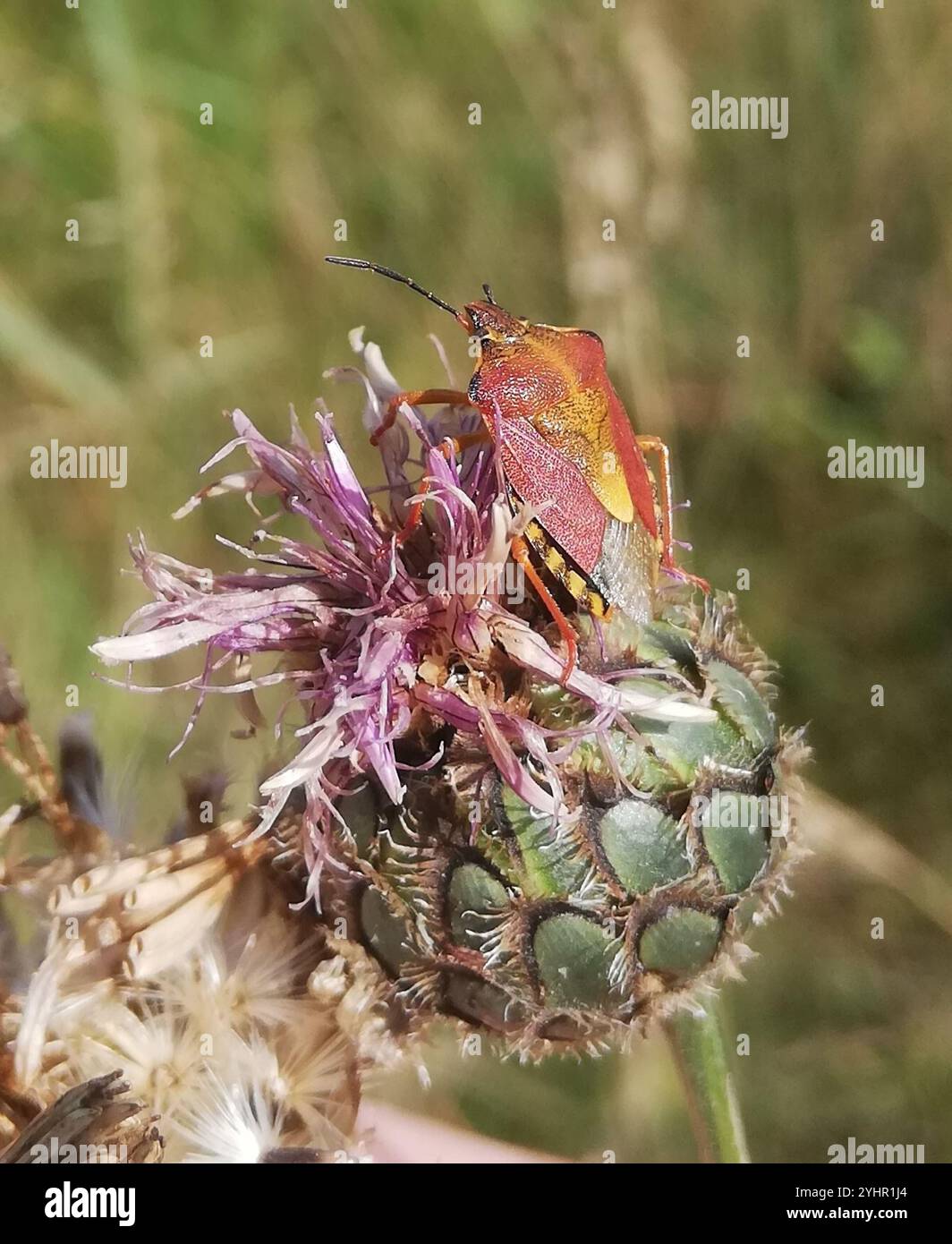Black-shouldered Shieldbug (Carpocoris purpureipennis Stock Photo - Alamy