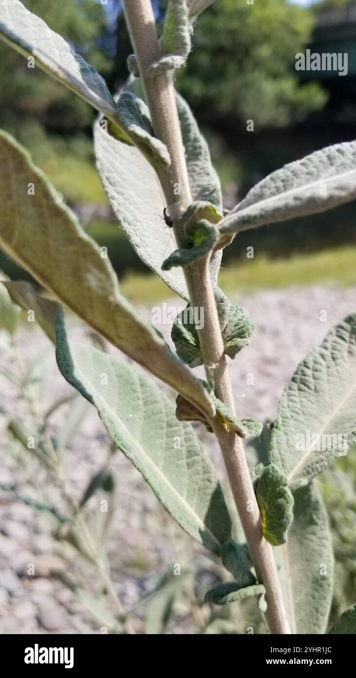 Sitka willow (Salix sitchensis Stock Photo - Alamy