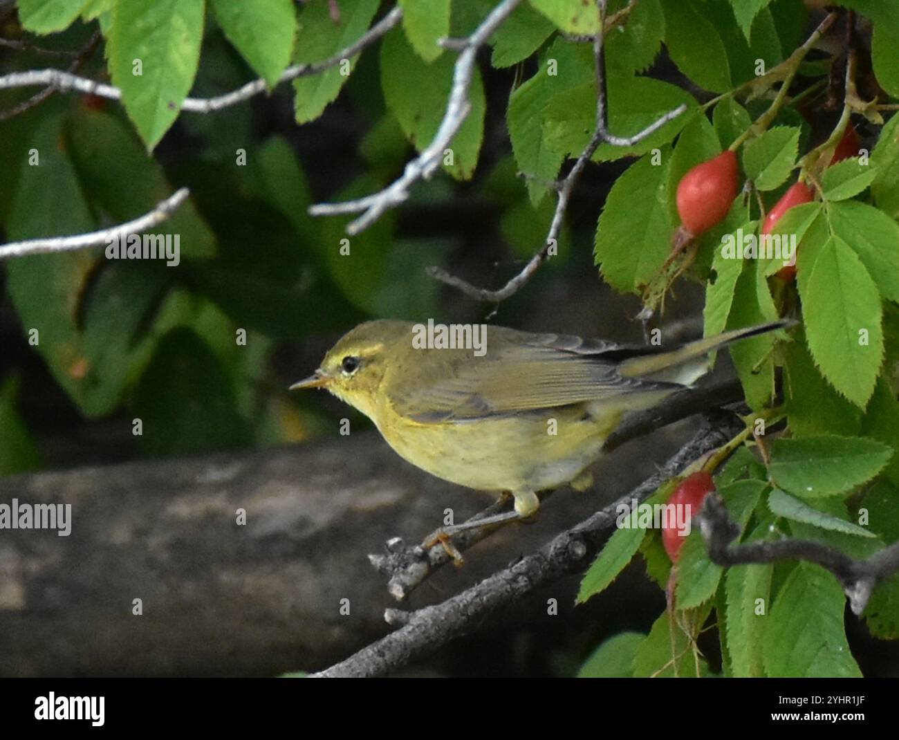 Greenish Warbler (Phylloscopus trochiloides Stock Photo - Alamy