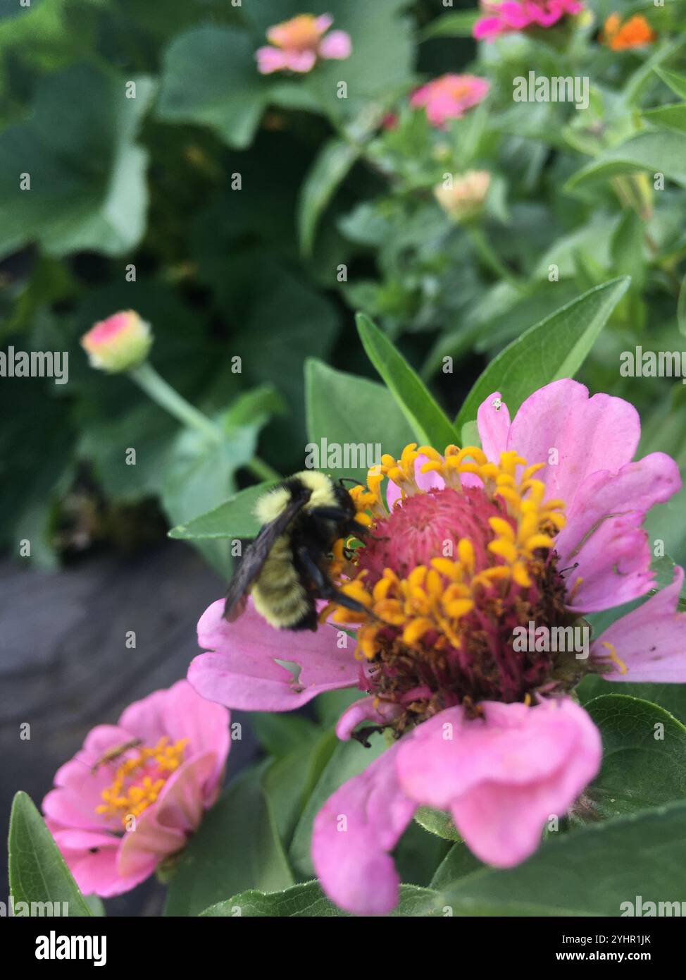 Golden Northern Bumble Bee (Bombus fervidus Stock Photo - Alamy