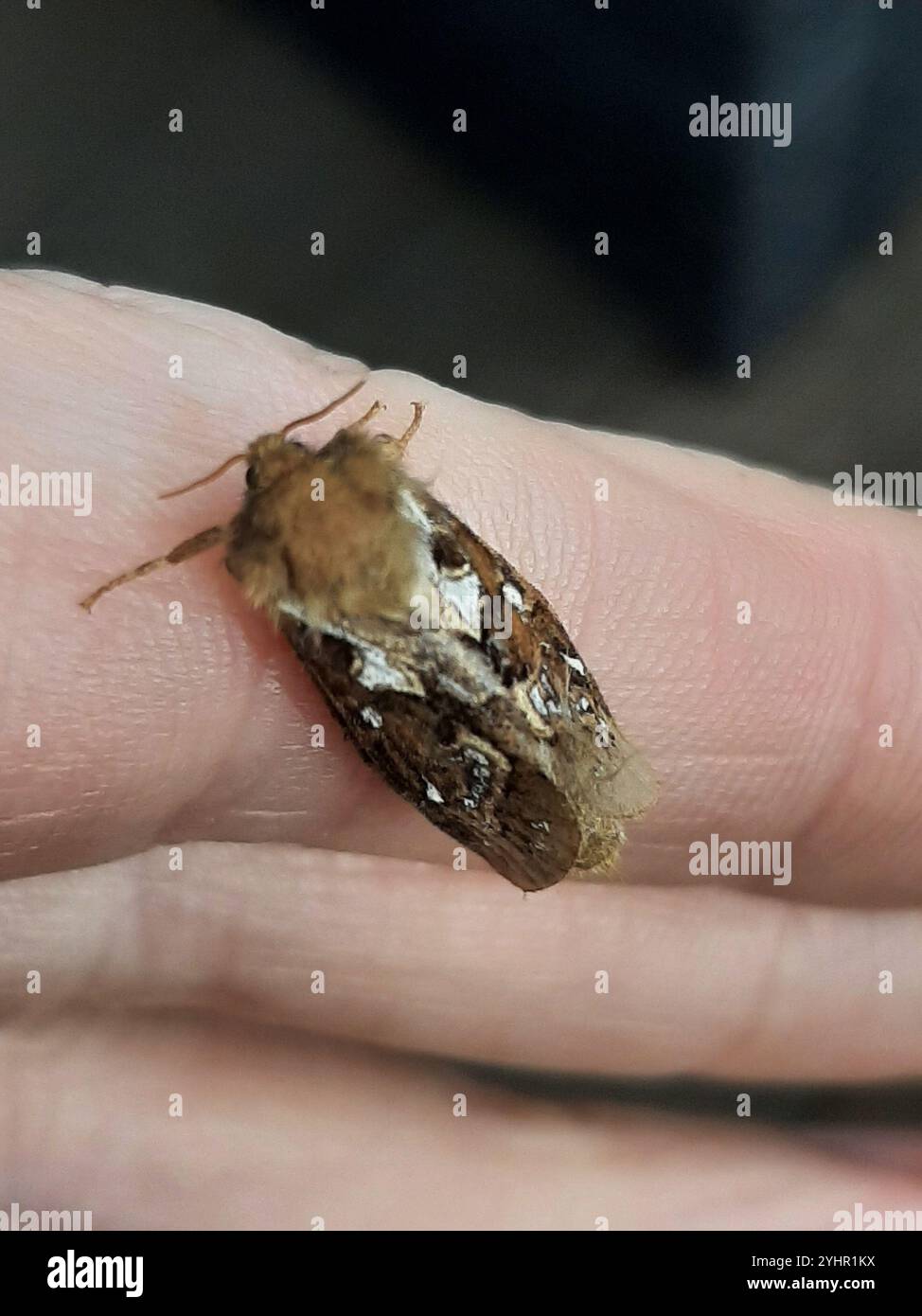 Map winged swift hi-res stock photography and images - Alamy