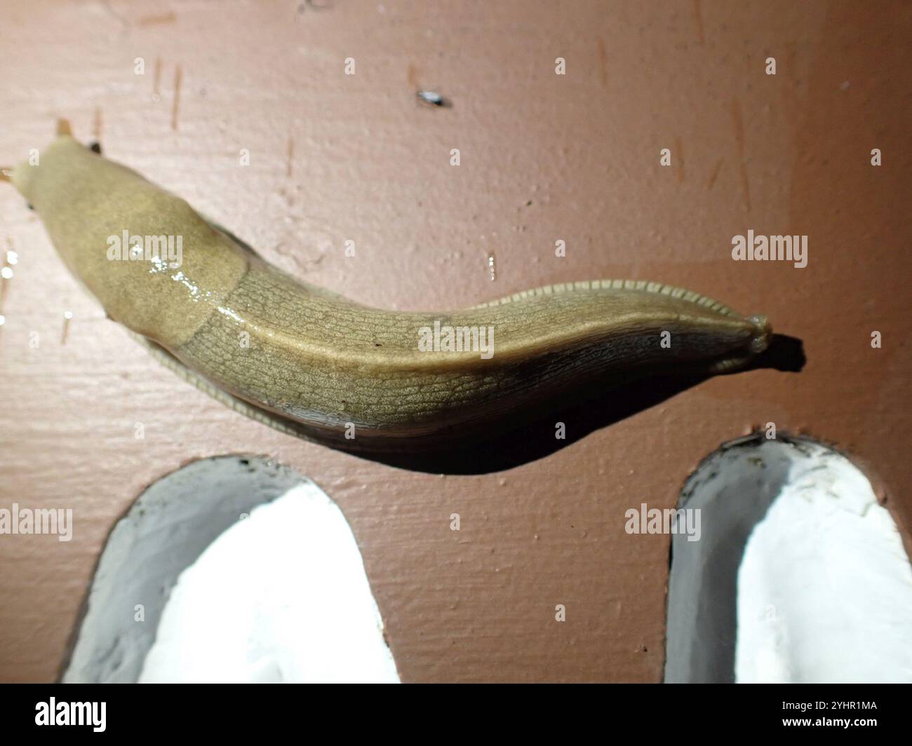 Pacific Banana Slug (Ariolimax columbianus Stock Photo - Alamy