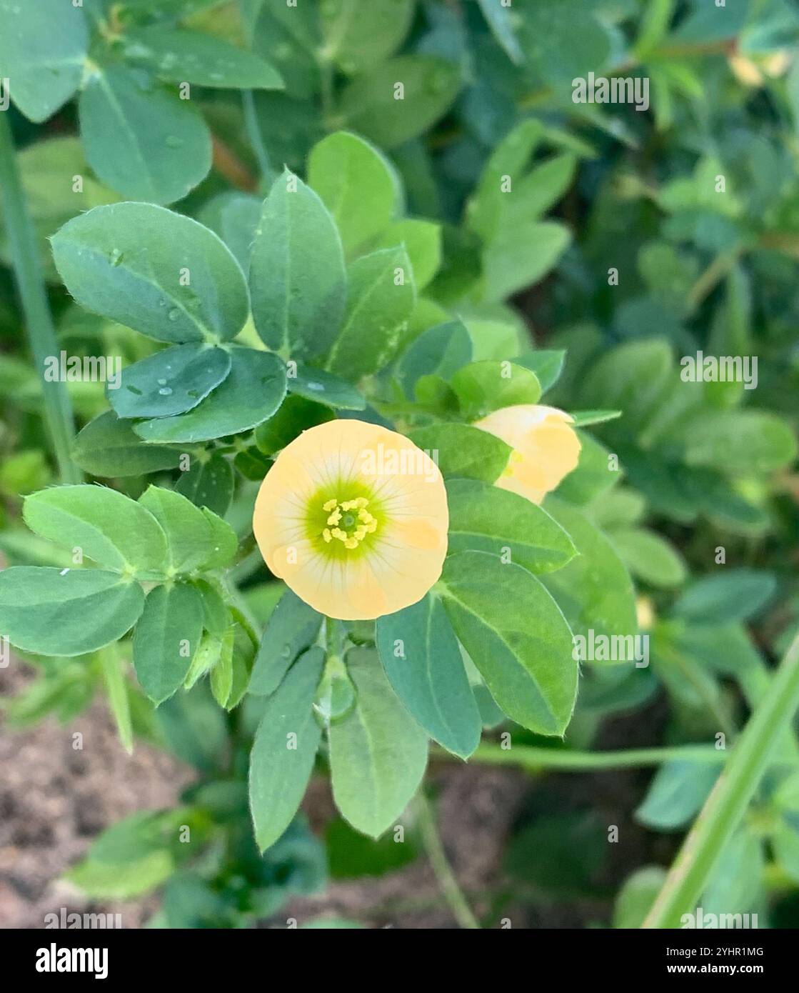 Big caltrop hi-res stock photography and images - Alamy