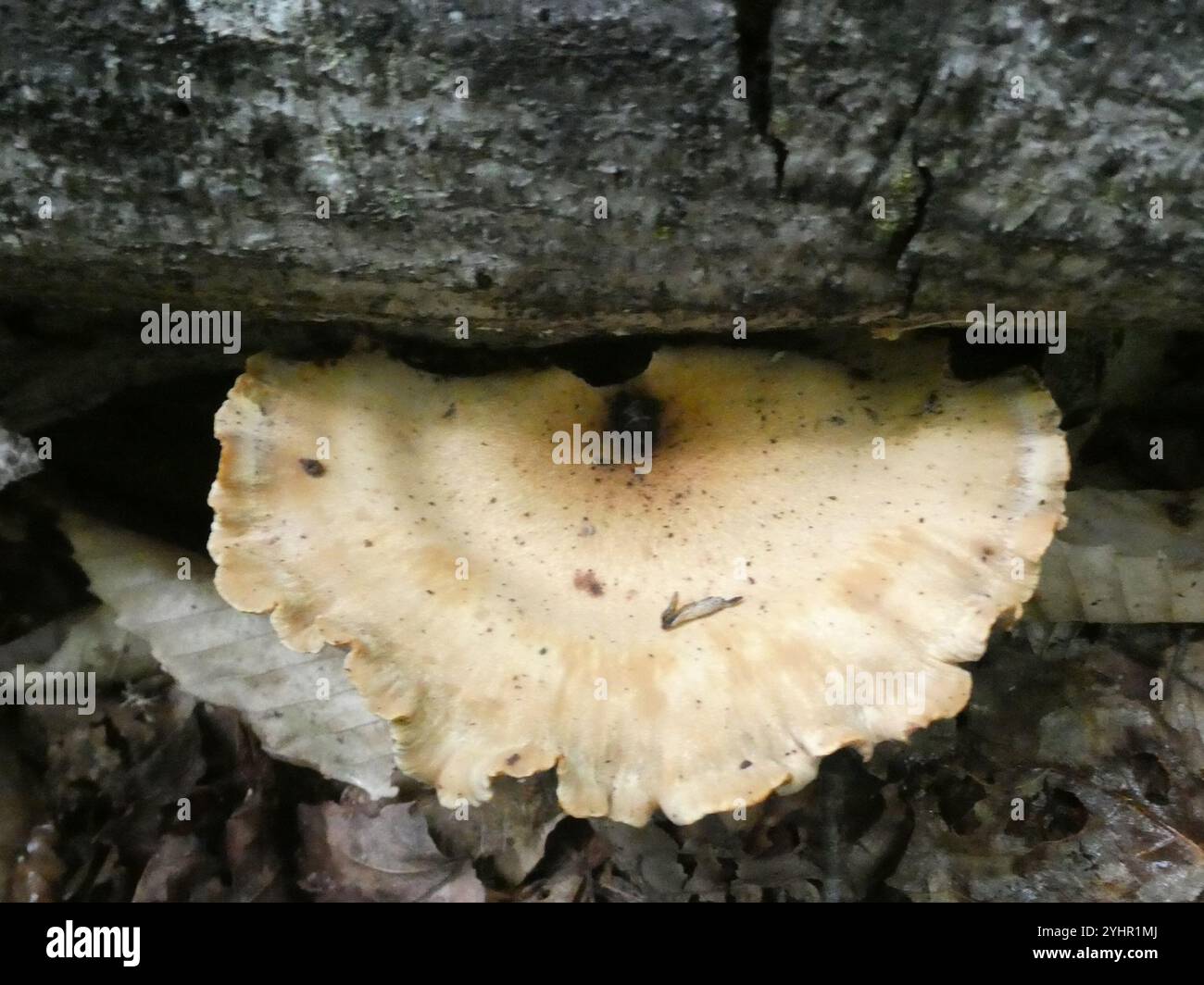 Bay polypore hi-res stock photography and images - Alamy