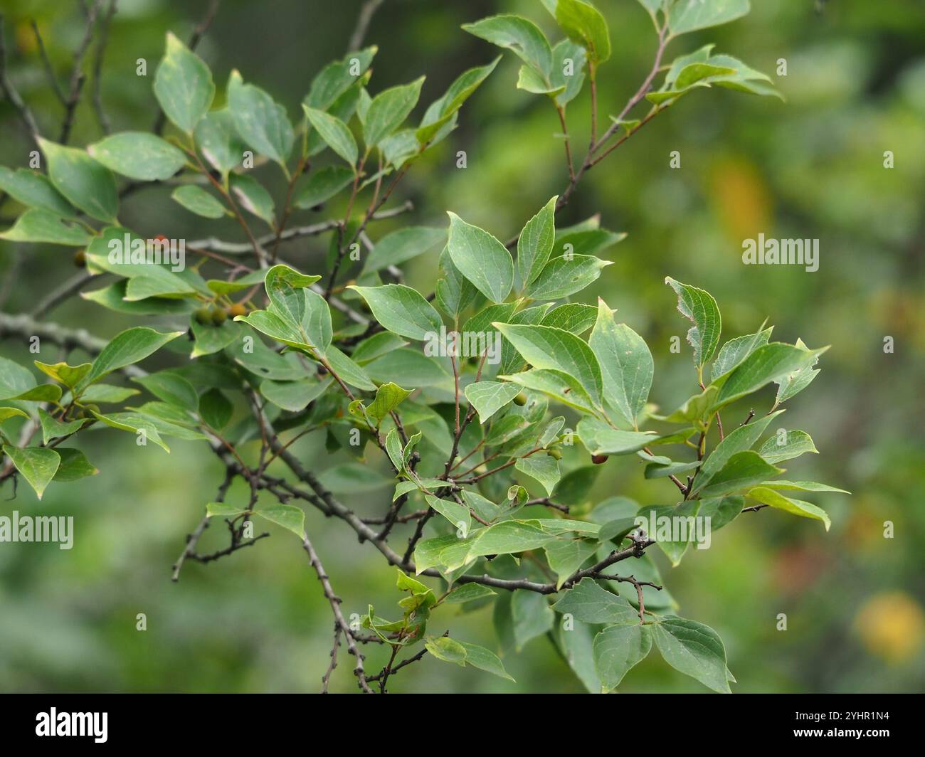 Chinese hackberry celtis sinensis hi-res stock photography and images ...