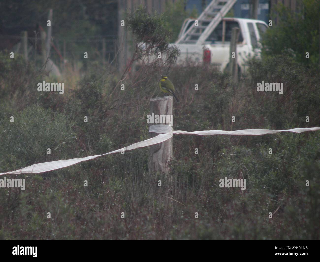 Yellow-browed Tyrant (Satrapa icterophrys Stock Photo - Alamy