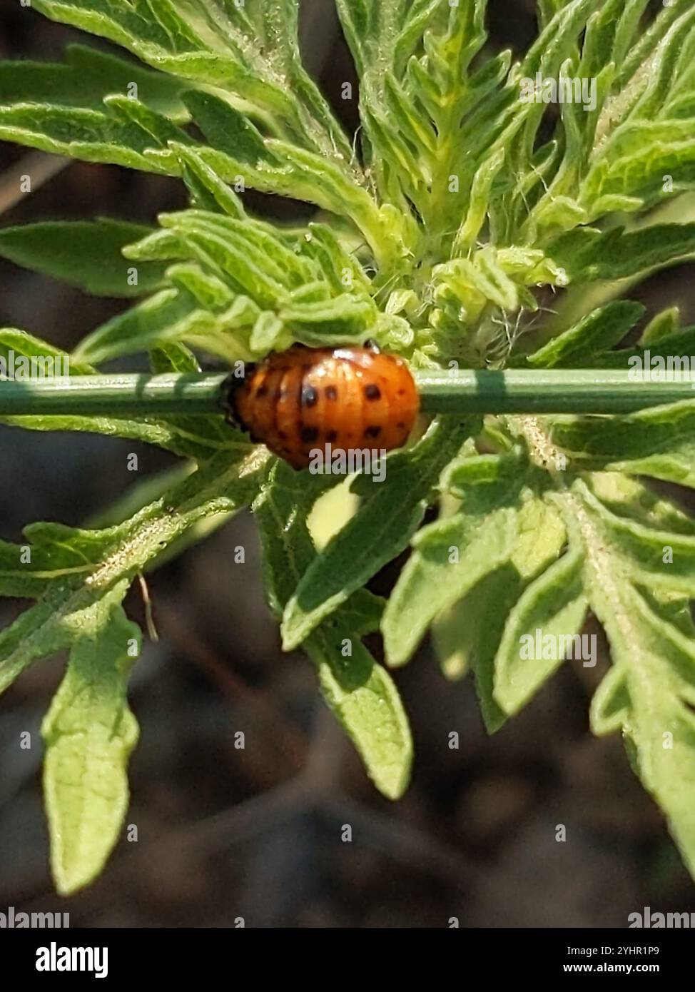 Black-spotted Lady Beetles (Coccinellini Stock Photo - Alamy