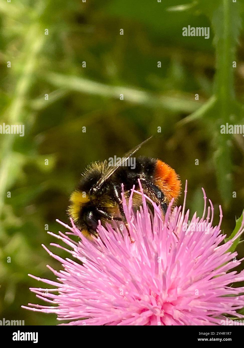 Red-tailed Bumble Bee (Bombus lapidarius Stock Photo - Alamy