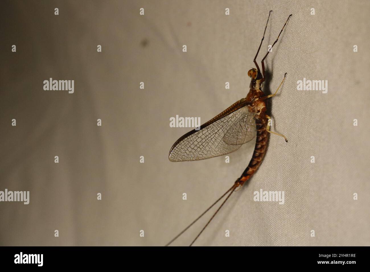Giant Mayflies (Hexagenia Stock Photo - Alamy
