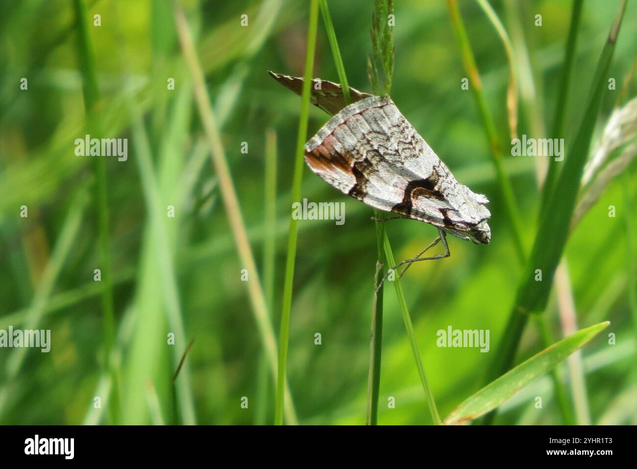 Purple Treble-bar (Aplocera praeformata Stock Photo - Alamy