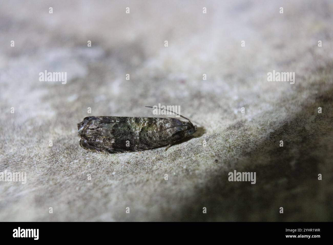 Cherry Fruitworm Moth (Aspila packardi Stock Photo - Alamy