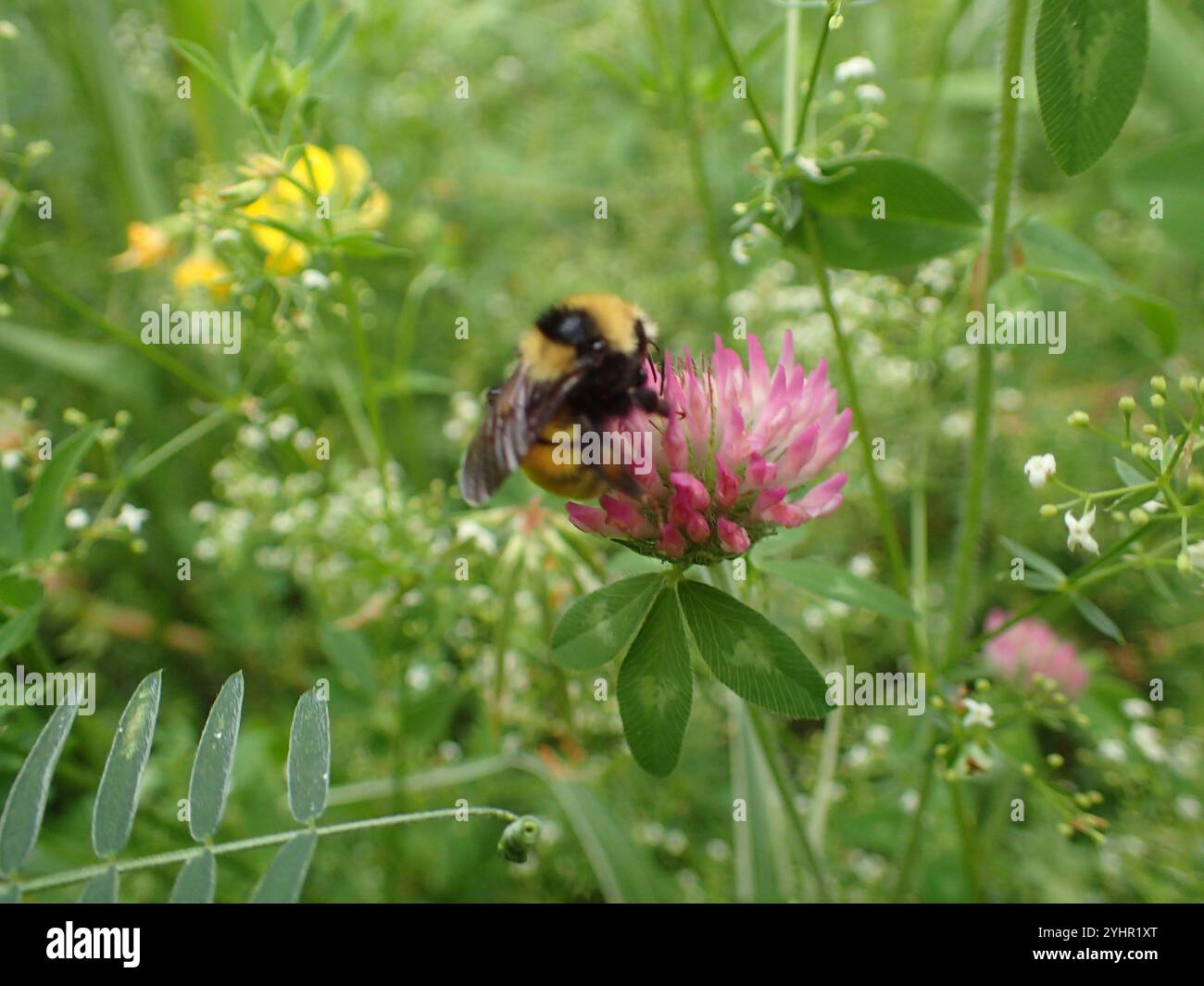 Northern Amber Bumble Bee (Bombus borealis Stock Photo - Alamy