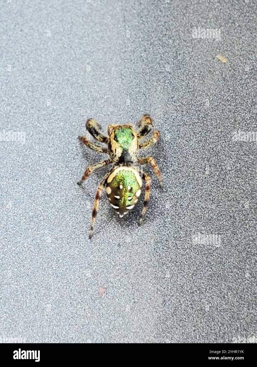 Golden Jumping Spider (Paraphidippus aurantius Stock Photo - Alamy