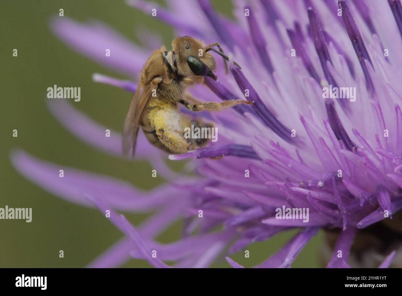 Golden Furrow Bee (Halictus subauratus Stock Photo - Alamy