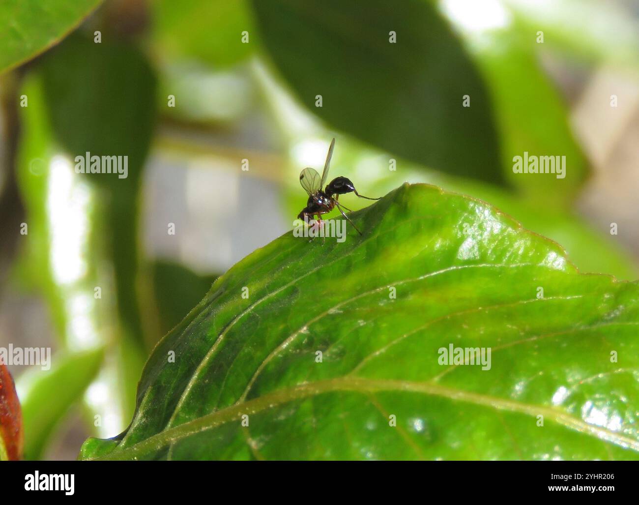 Black Scavenger Flies (Sepsidae Stock Photo - Alamy