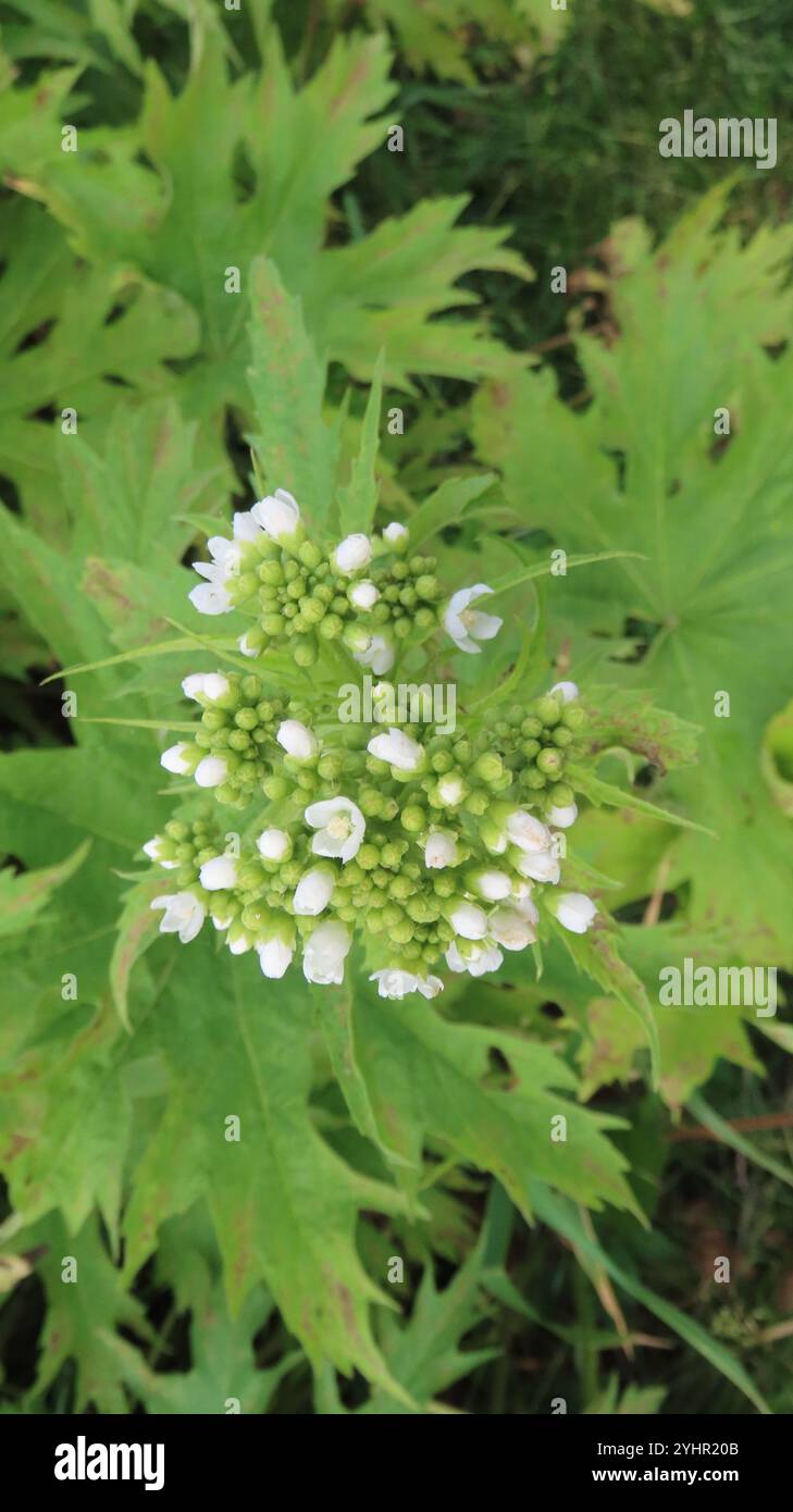 Glade Mallow (Napaea dioica Stock Photo - Alamy