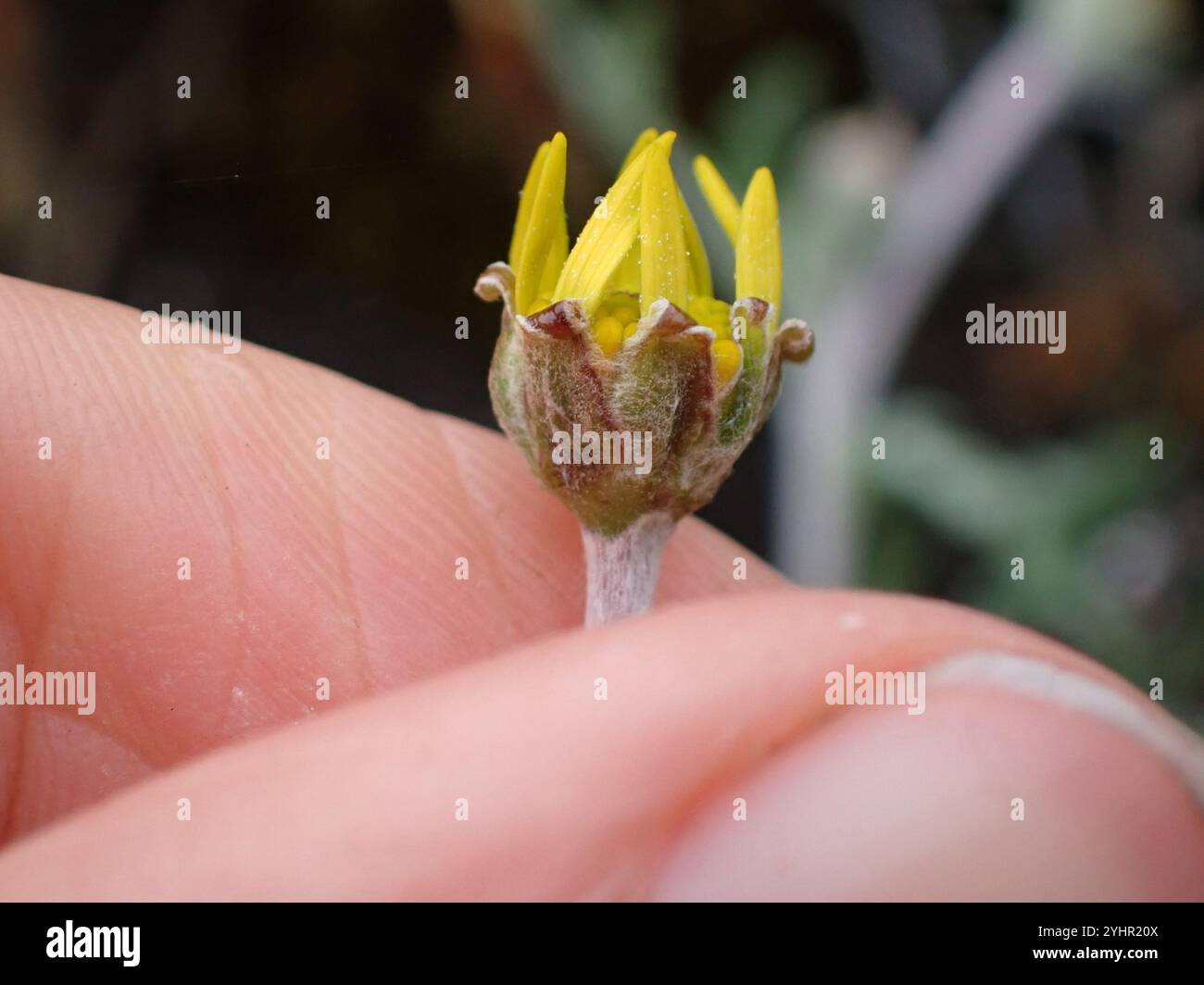 common woolly sunflower (Eriophyllum lanatum Stock Photo - Alamy