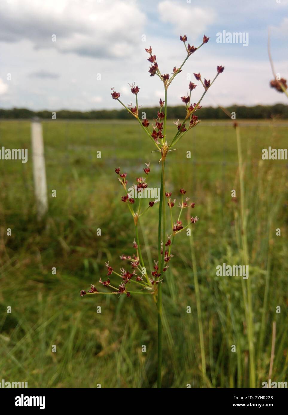 Sharp-flowered Rush (Juncus acutiflorus Stock Photo - Alamy